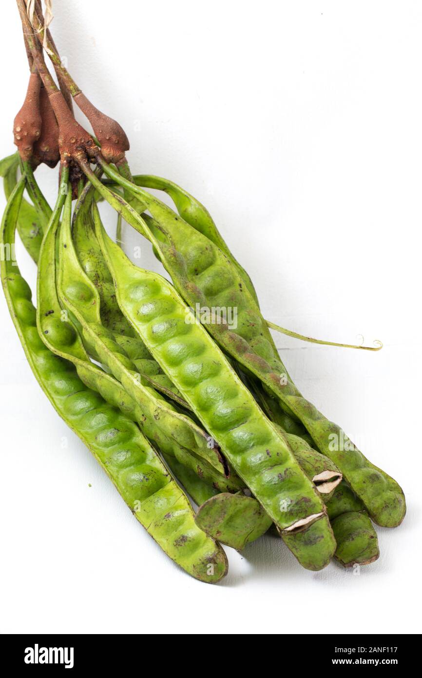 Parkia speciosa ( petai, bitter bean, twisted cluster bean, stinker or ...
