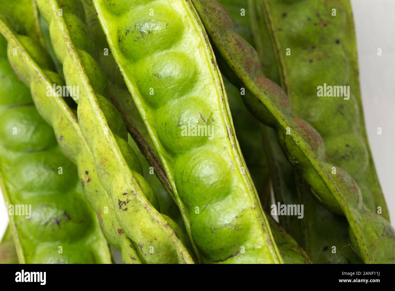 Parkia speciosa ( petai, bitter bean, twisted cluster bean, stinker or ...
