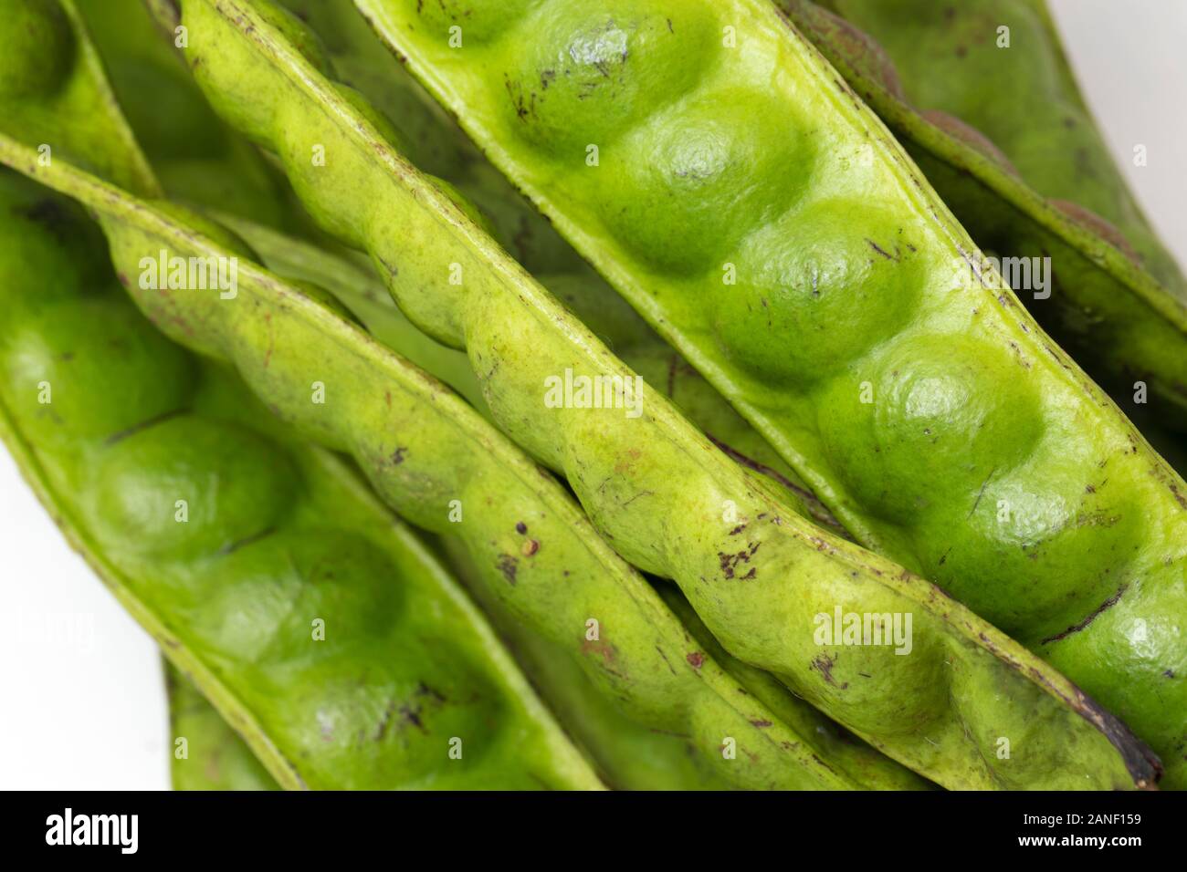 Parkia speciosa ( petai, bitter bean, twisted cluster bean, stinker or ...