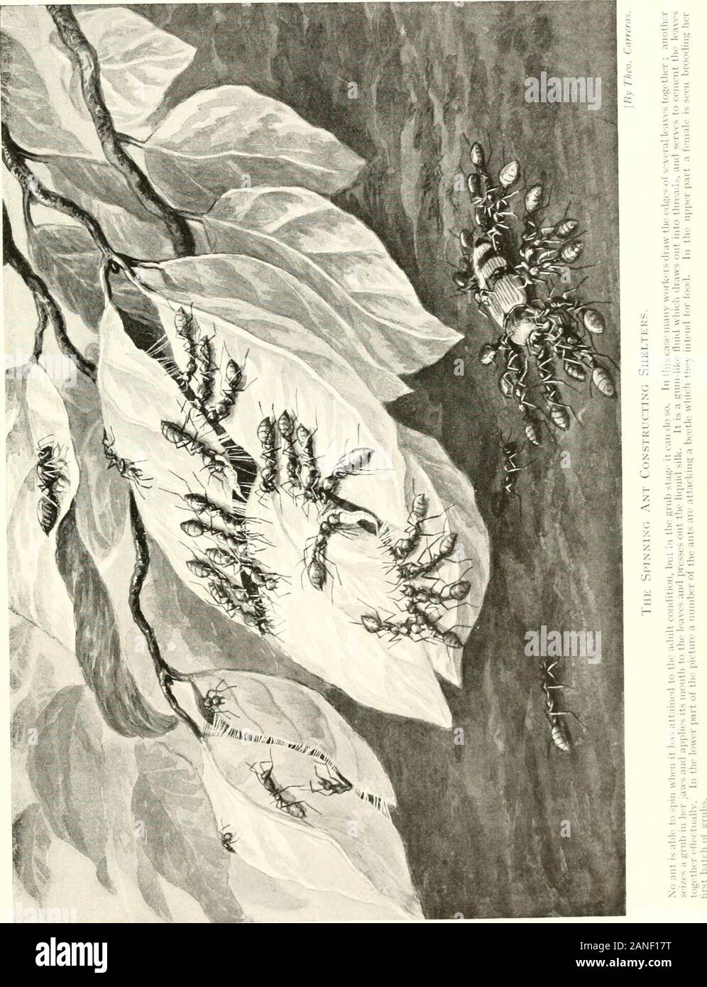 Marvels of insect life ; a popular account of structure and habit ...