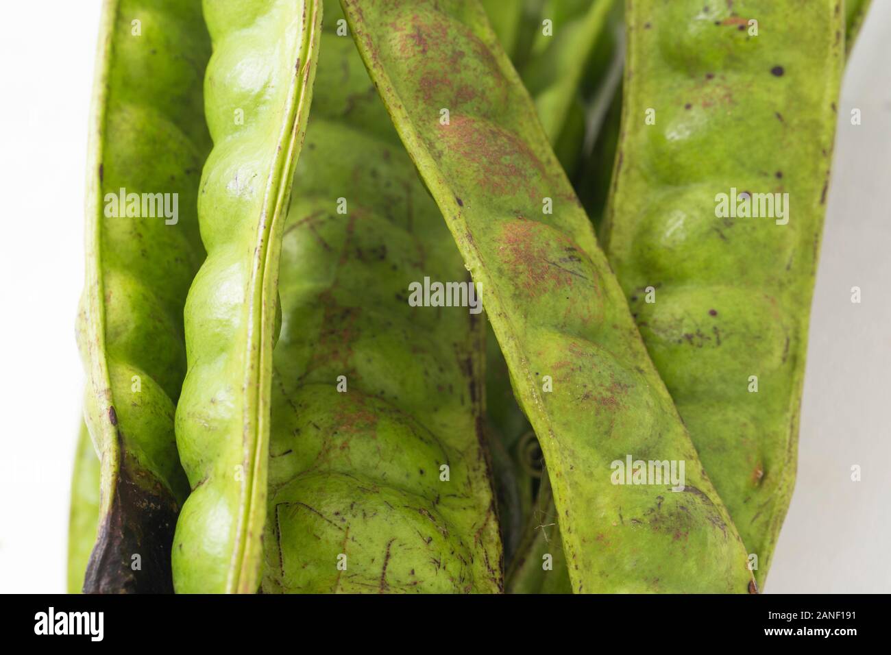 Parkia speciosa ( petai, bitter bean, twisted cluster bean, stinker or ...