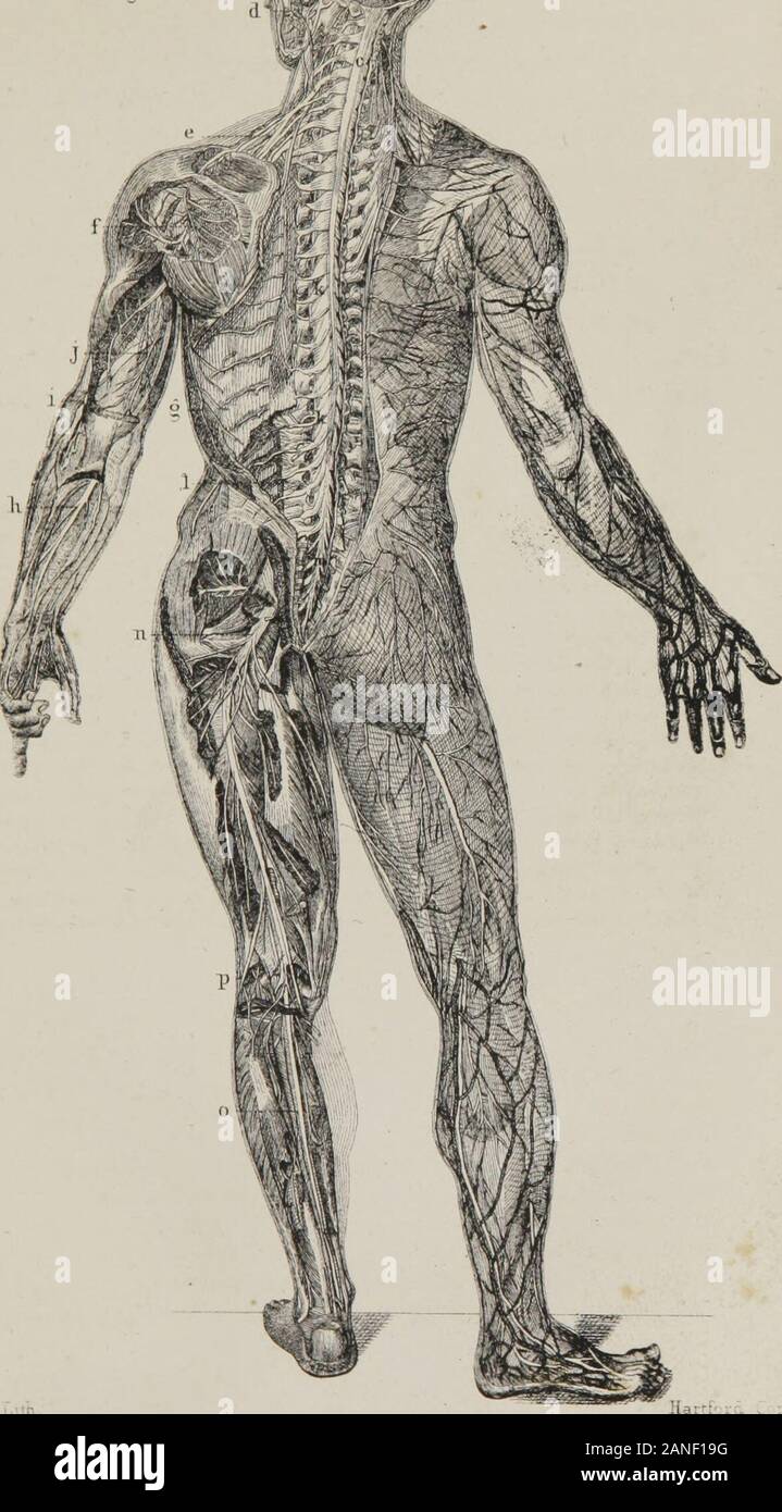 Structures Transmits Spinoglenoid Notch