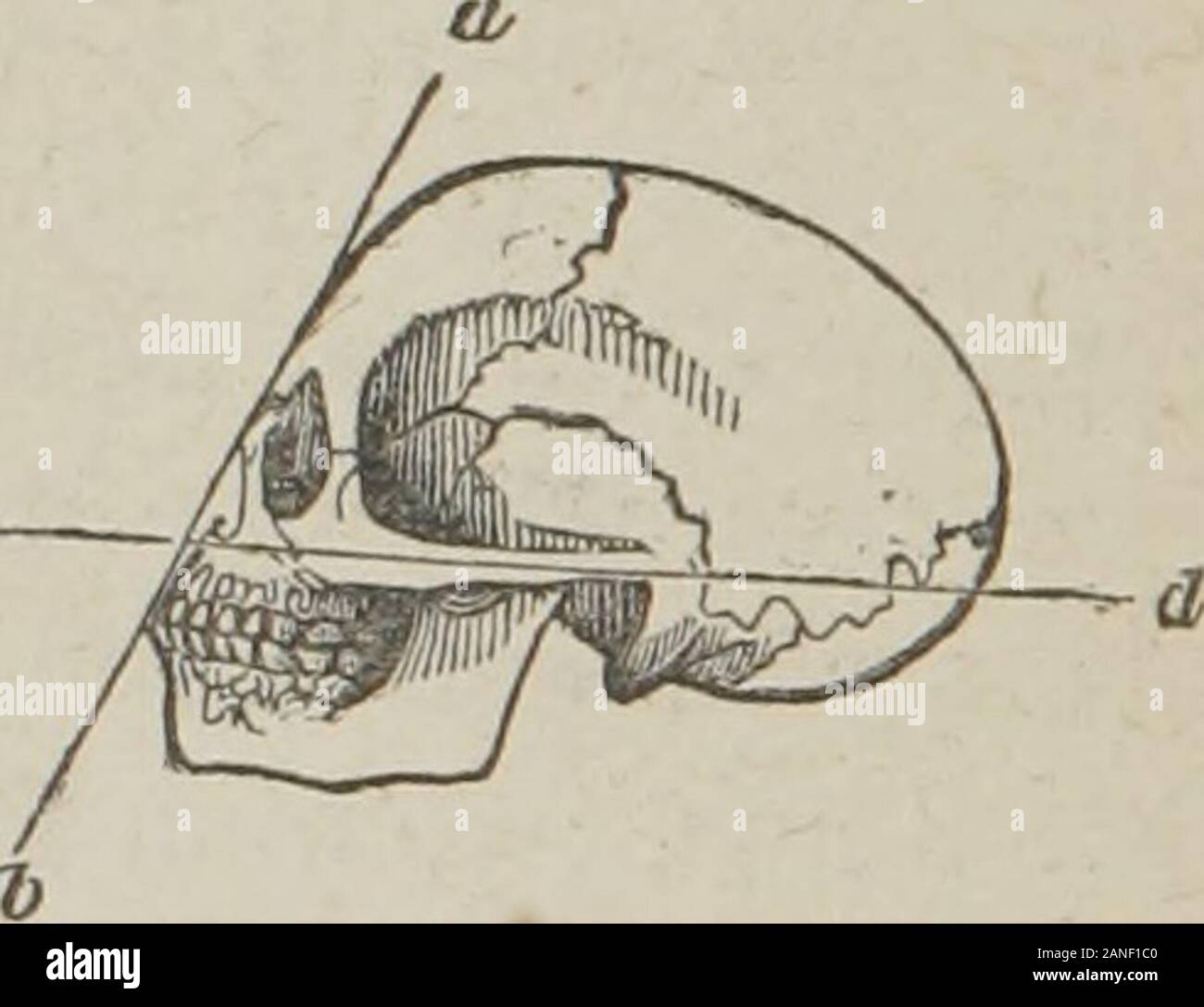 Prominent jaw structure hi-res stock photography and images - Alamy