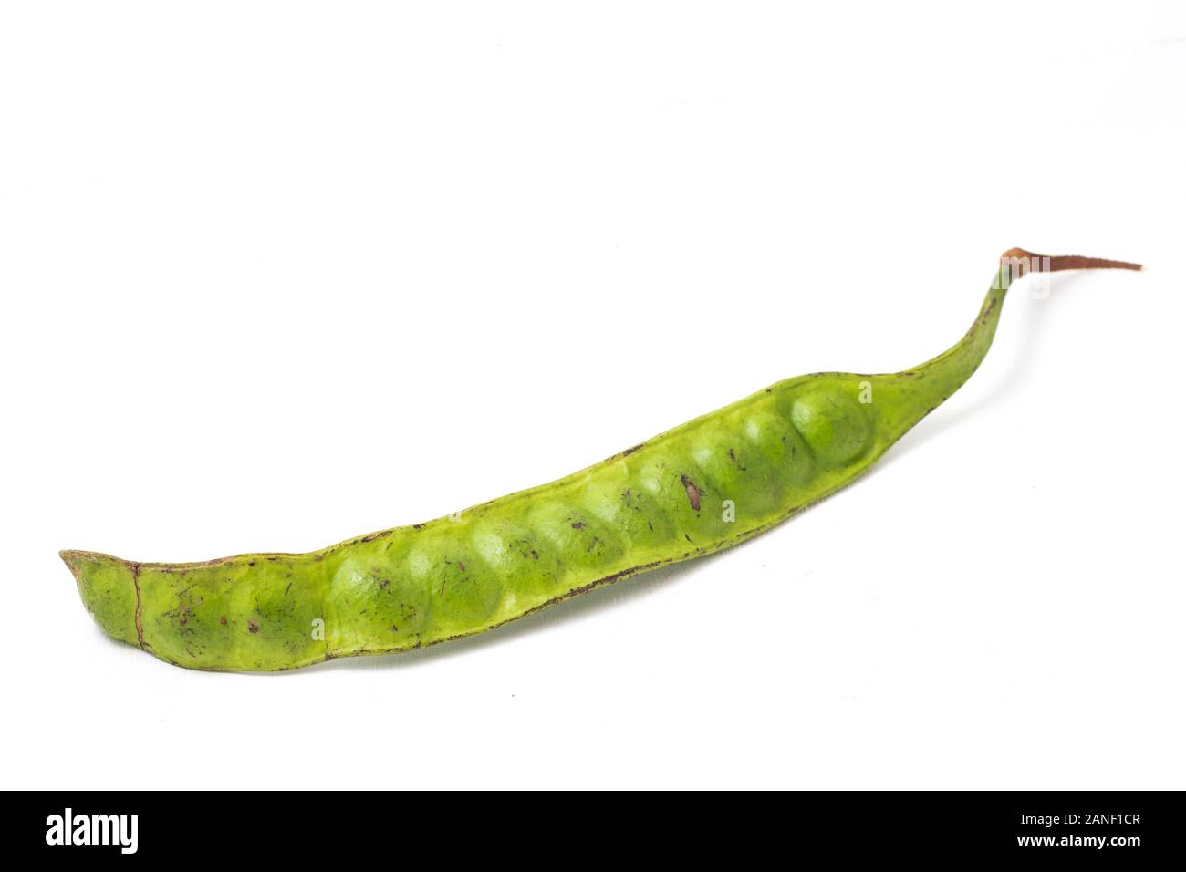 Parkia speciosa ( petai, bitter bean, twisted cluster bean, stinker or ...