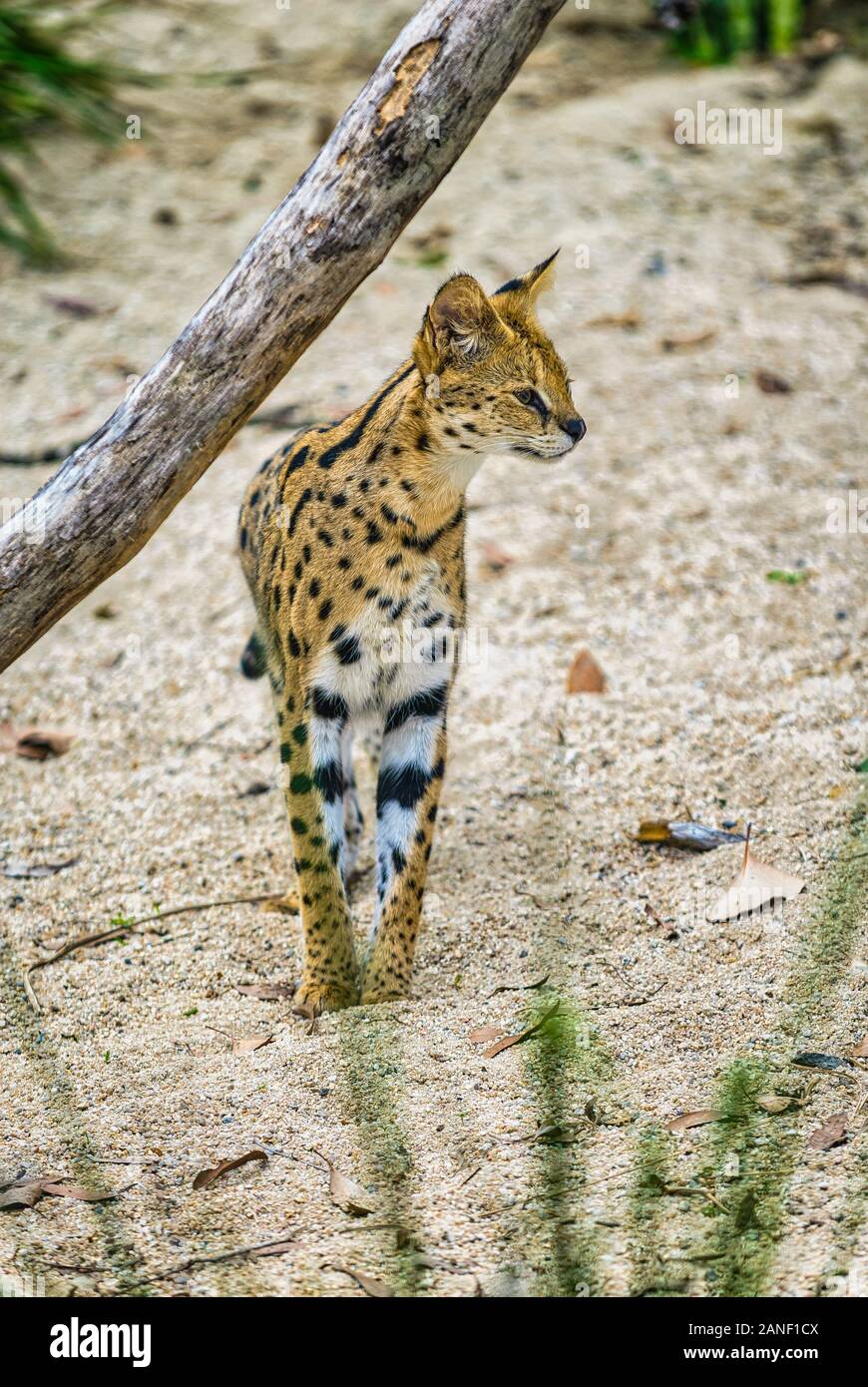Elegant and extremely agile Cerval eyeing its surrounding for a ...