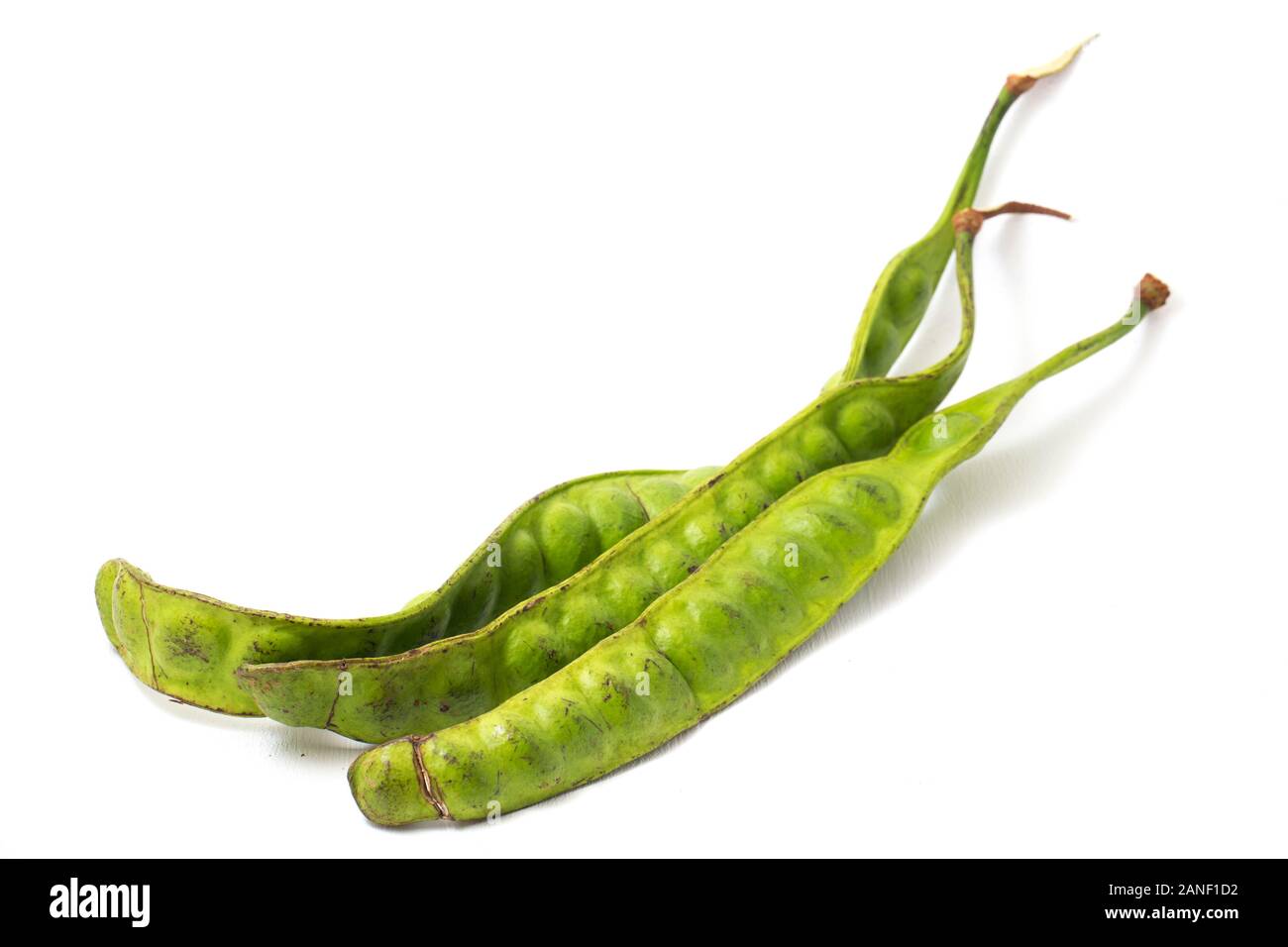 Parkia speciosa ( petai, bitter bean, twisted cluster bean, stinker or ...