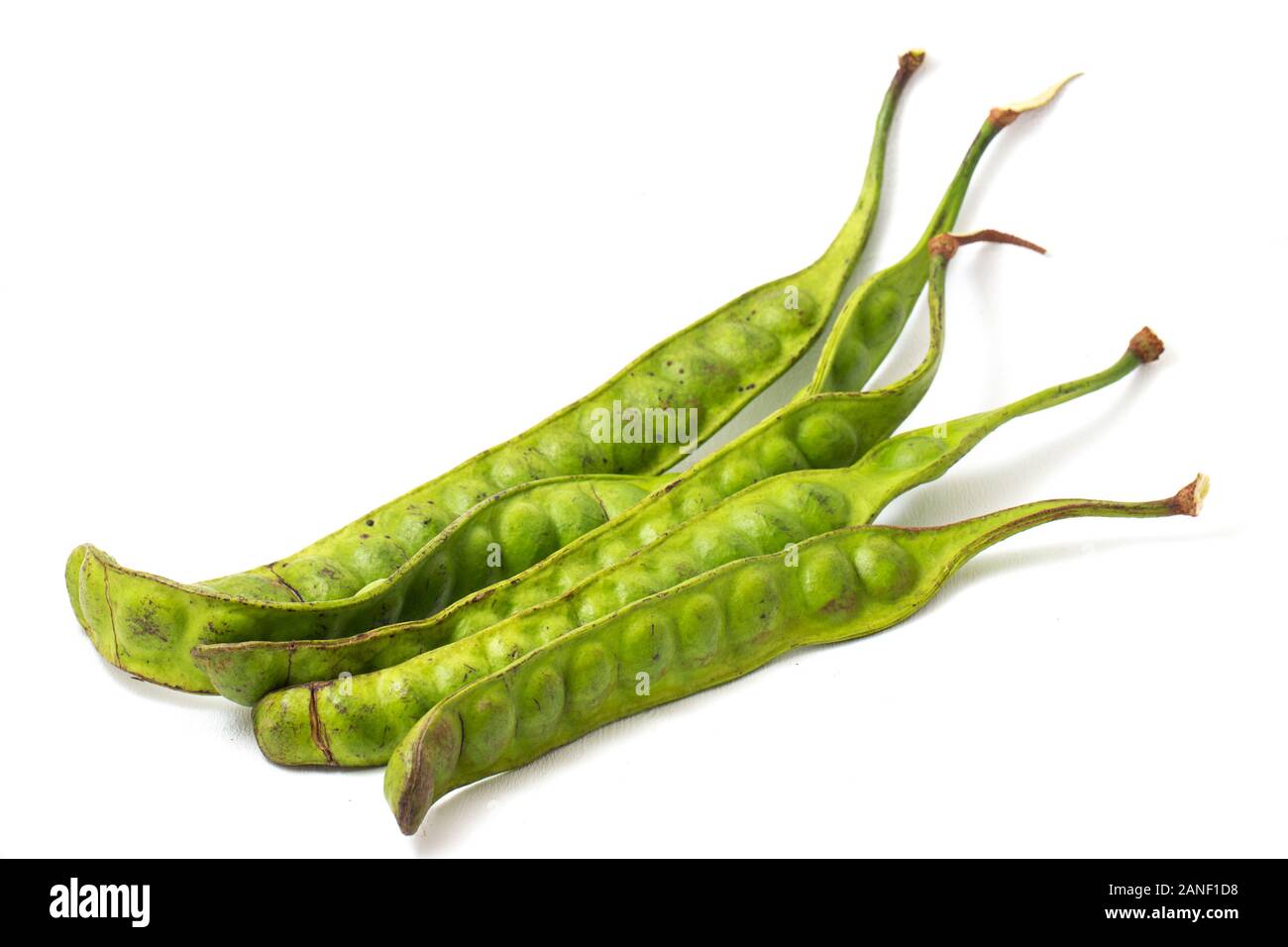 Parkia speciosa ( petai, bitter bean, twisted cluster bean, stinker or ...