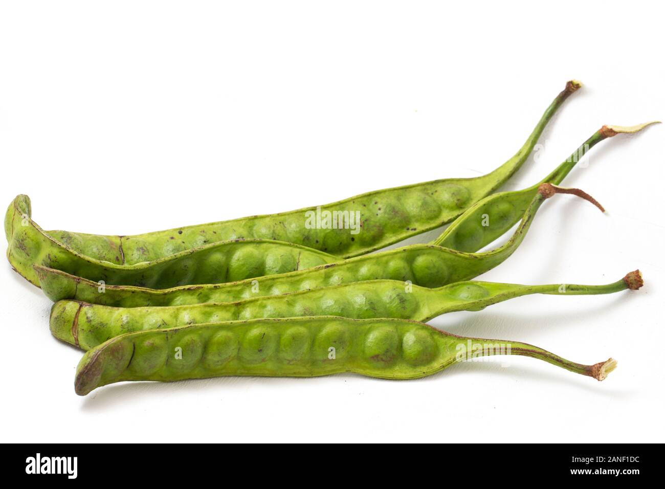 Parkia speciosa ( petai, bitter bean, twisted cluster bean, stinker or ...