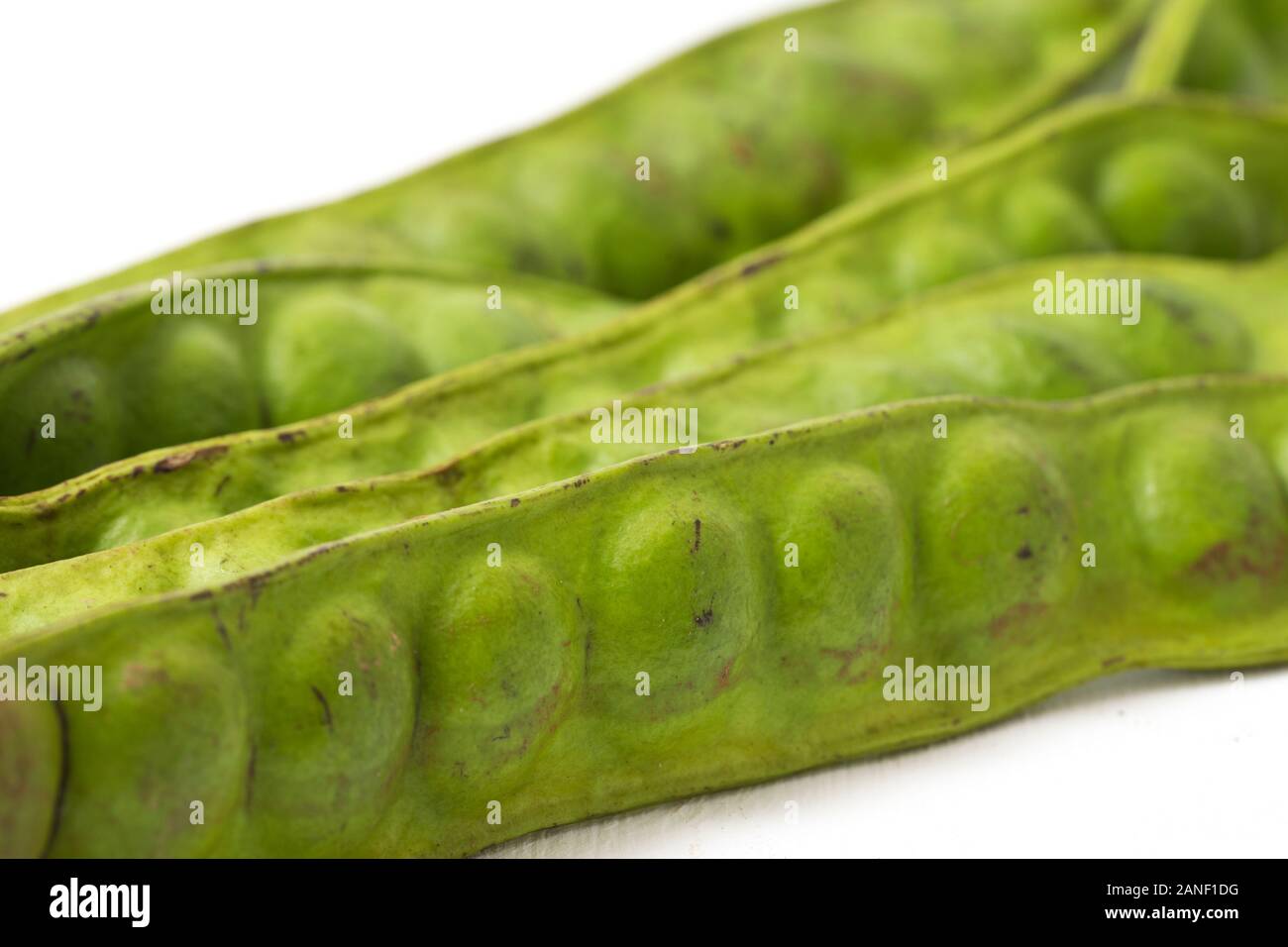 Parkia speciosa ( petai, bitter bean, twisted cluster bean, stinker or ...