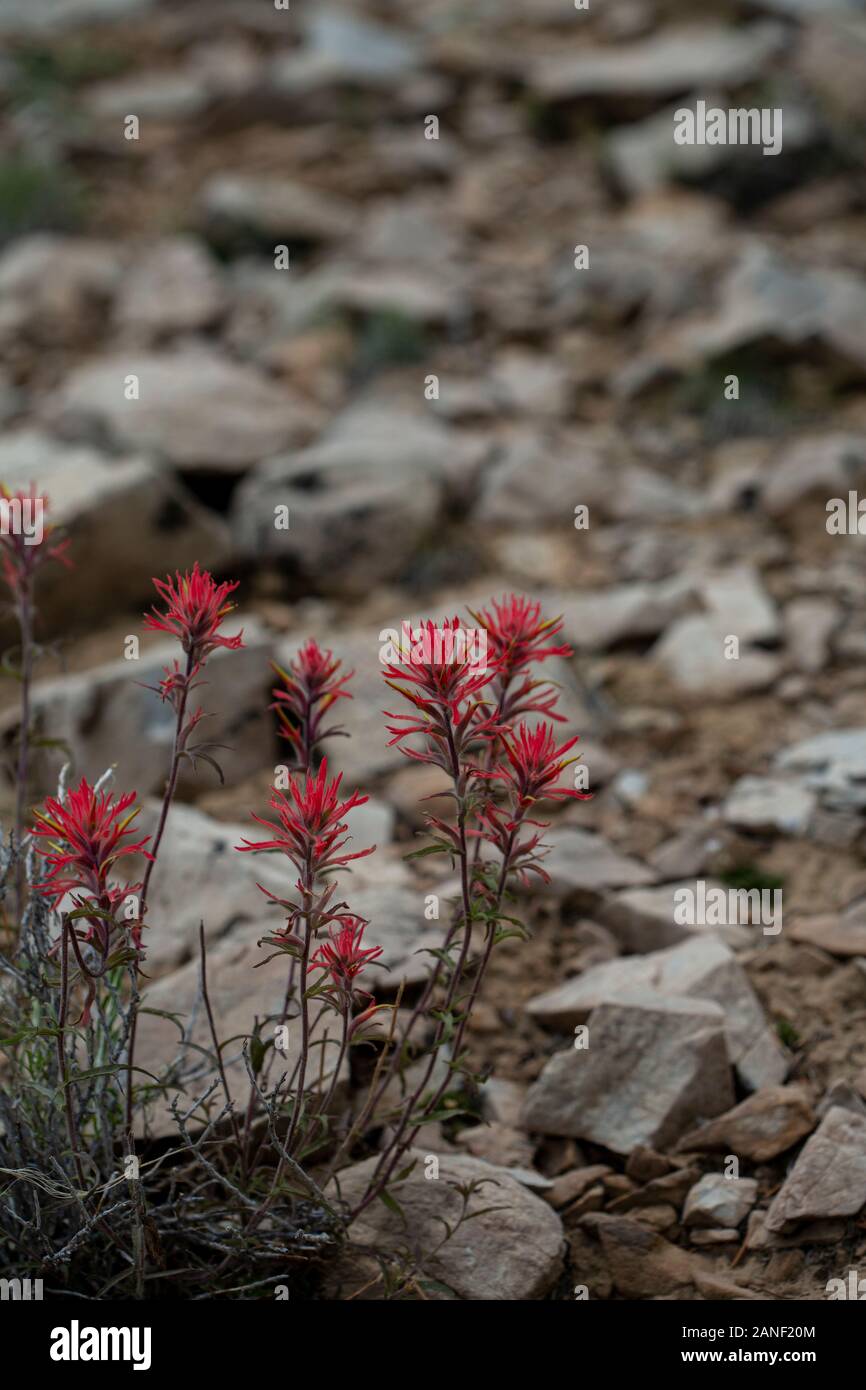 Bristlecone pine trees hi-res stock photography and images - Alamy