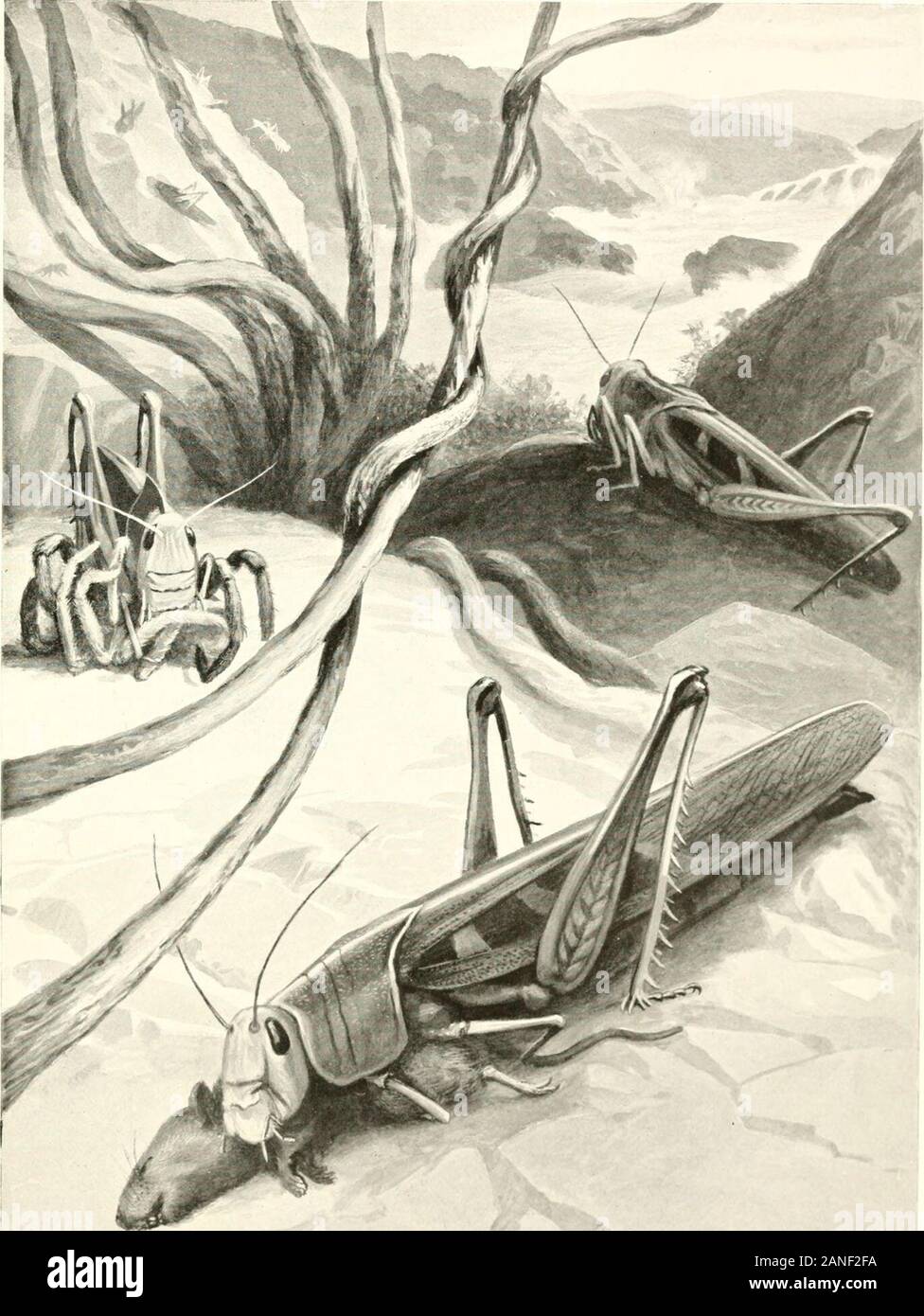 Marvels of insect life ; a popular account of structure and habit ...
