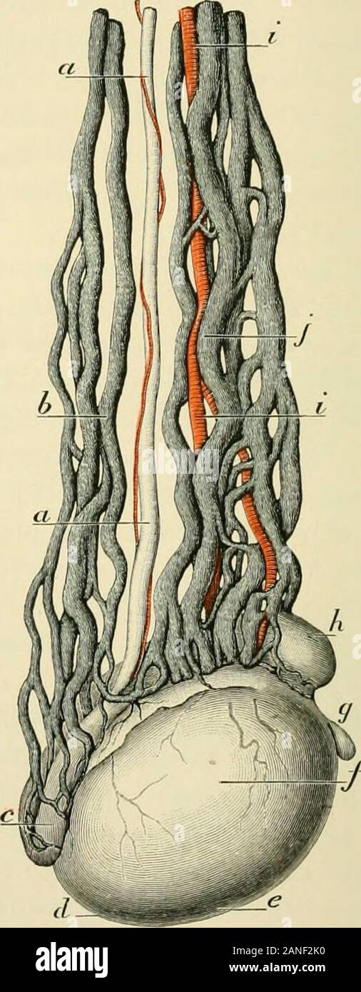 Operative surgery . Fig. 1451.—The vessels of left testis andcord ...