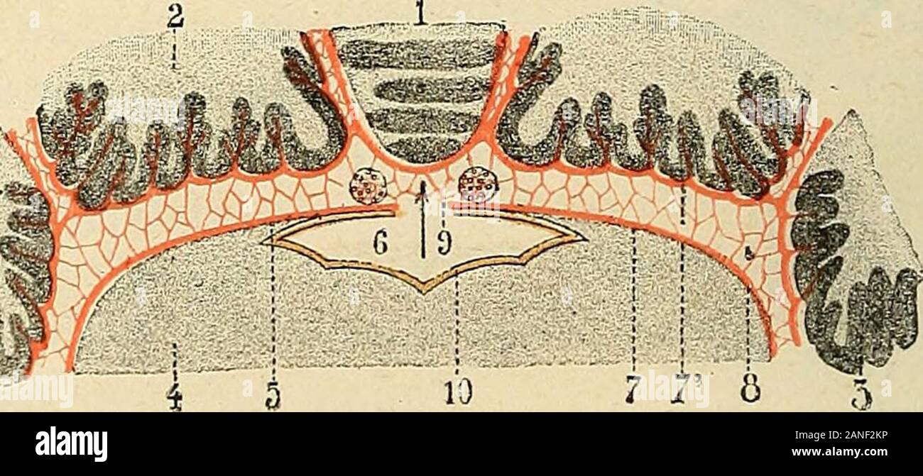 Liquide céphalo rachidien hi-res stock photography and images - Alamy