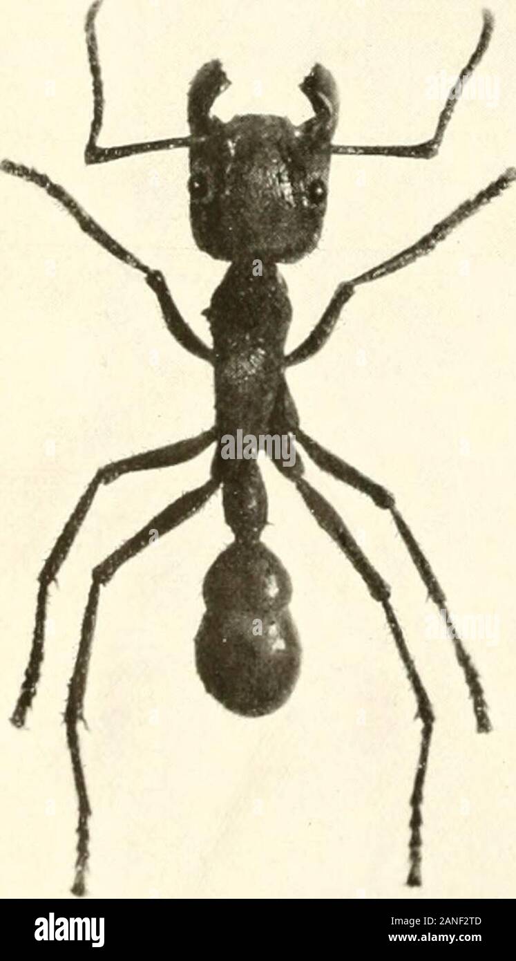 Marvels of insect life ; a popular account of structure and habit ...