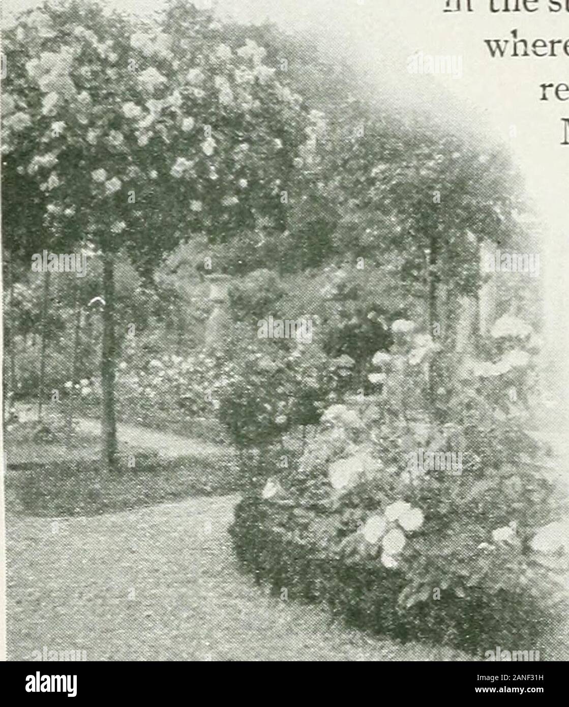 How to grow roses . ne day, and we lingered there till sunset ...