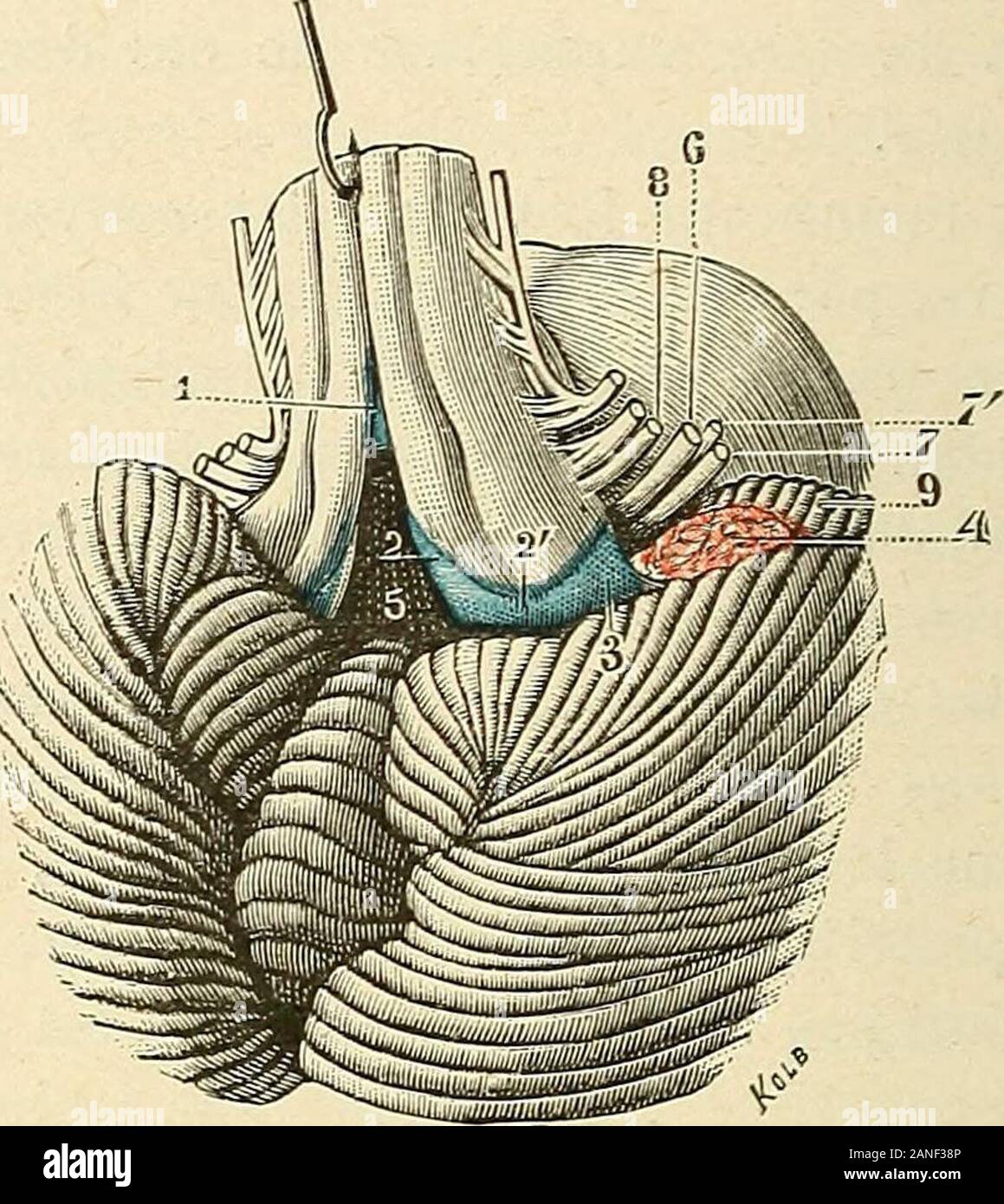 Traité d'anatomie humaine . Fig. 462. Le verrou et la ligula du ...