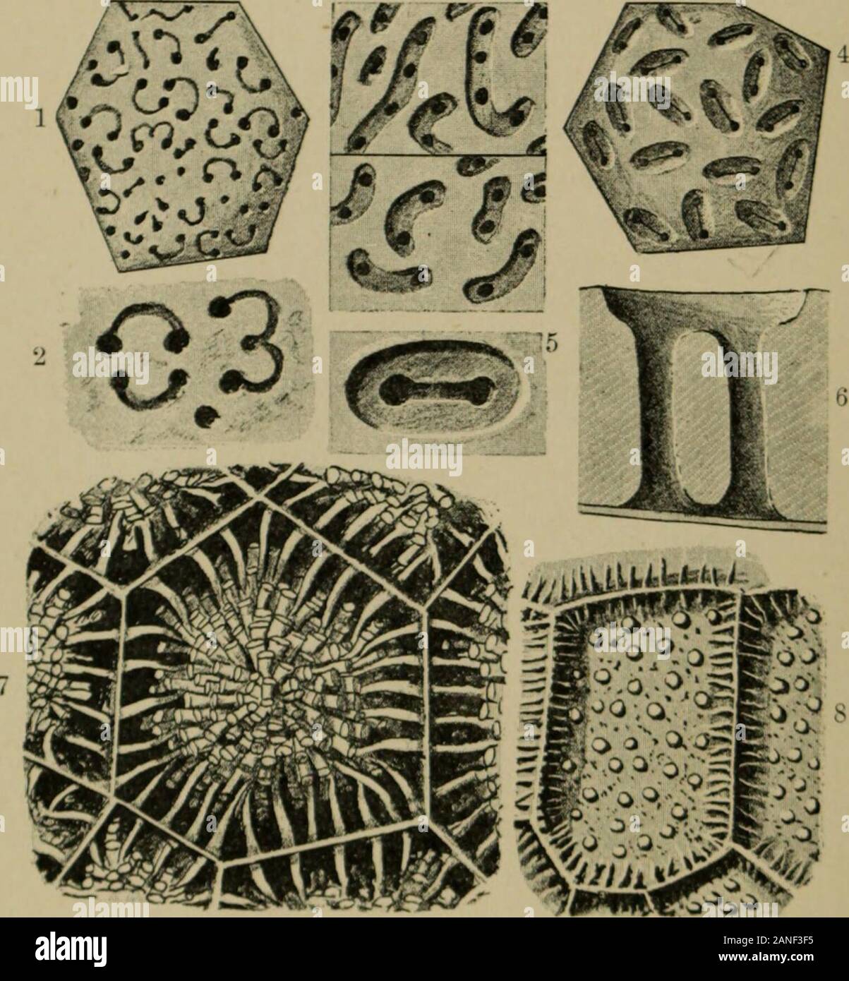 Thecal plates hi-res stock photography and images - Alamy