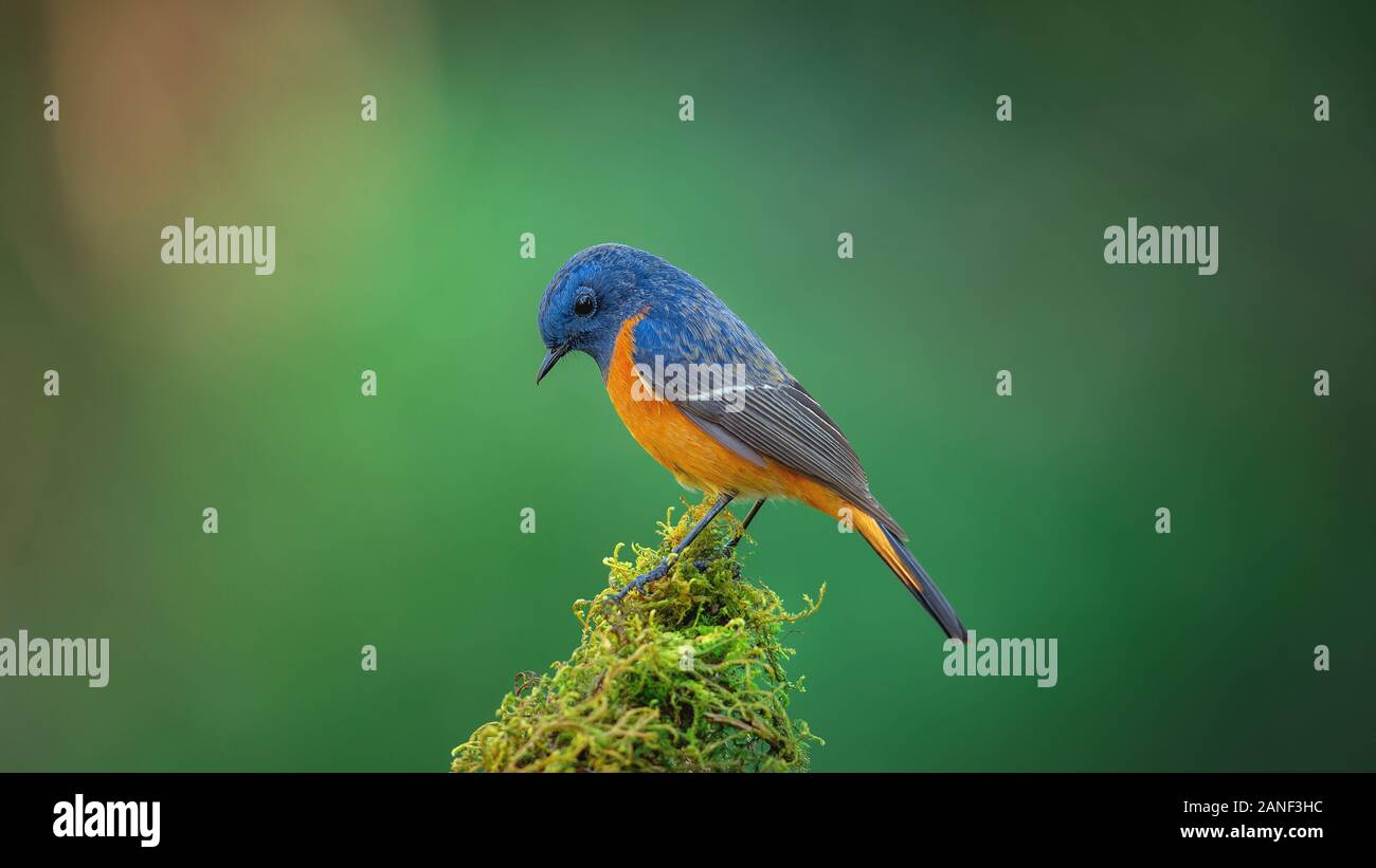 Exotic blue bird, the Blue-fronted Redstart (Phoenicurus frontalis ...
