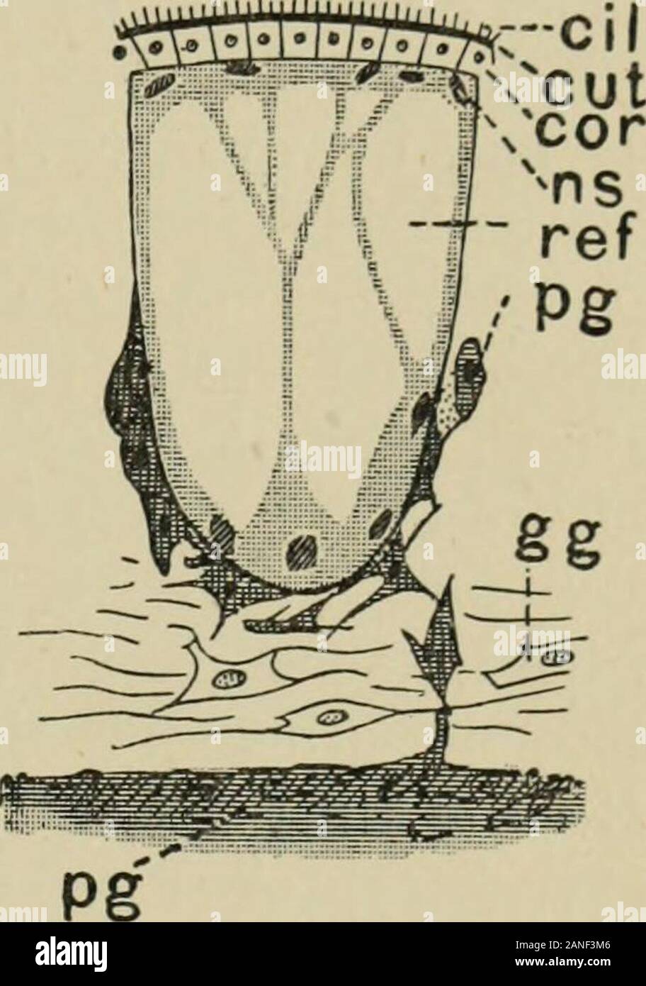 Blastoids High Resolution Stock Photography and Images - Alamy