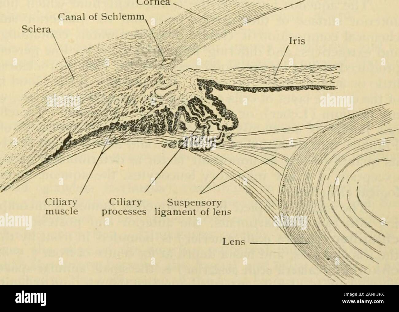 Retinae hi-res stock photography and images - Alamy