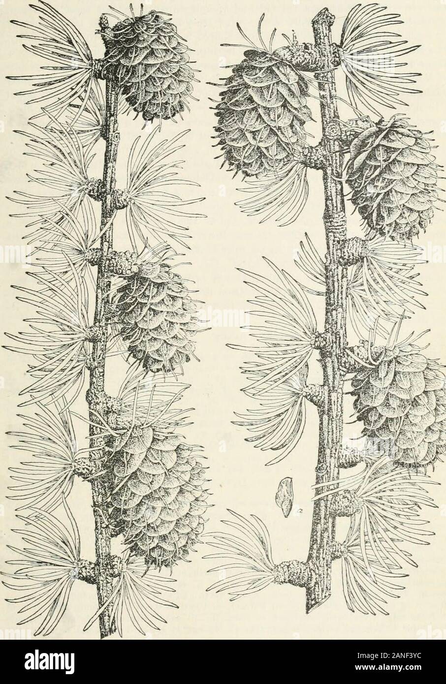 Forest trees of the Pacific slope . northwestern TnitedStates ...