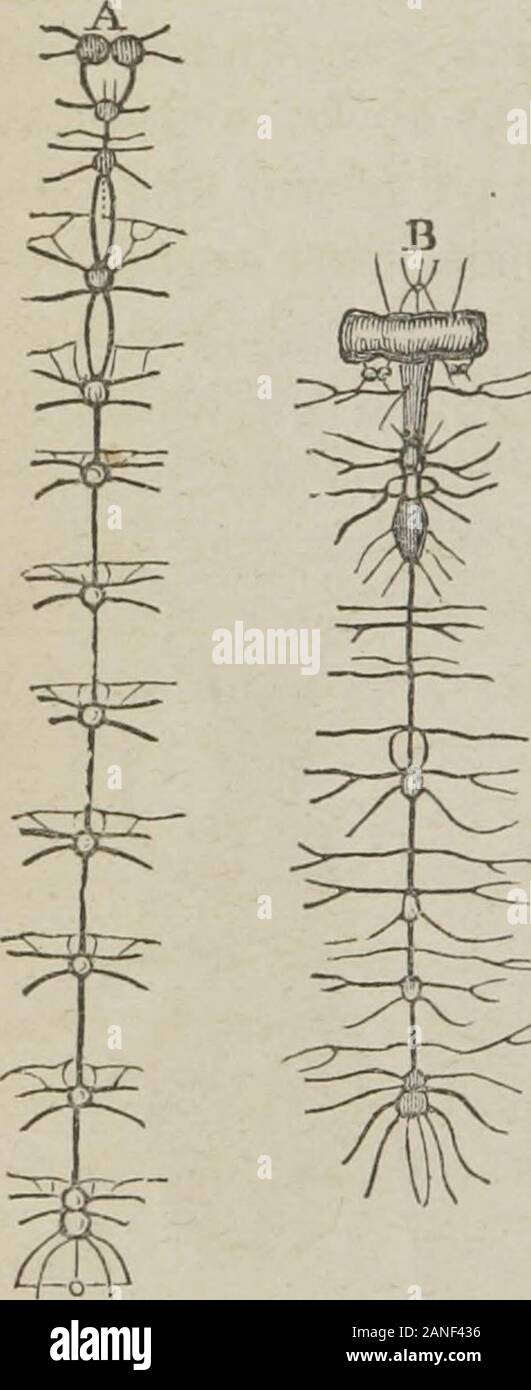 Moth organs hi-res stock photography and images - Alamy