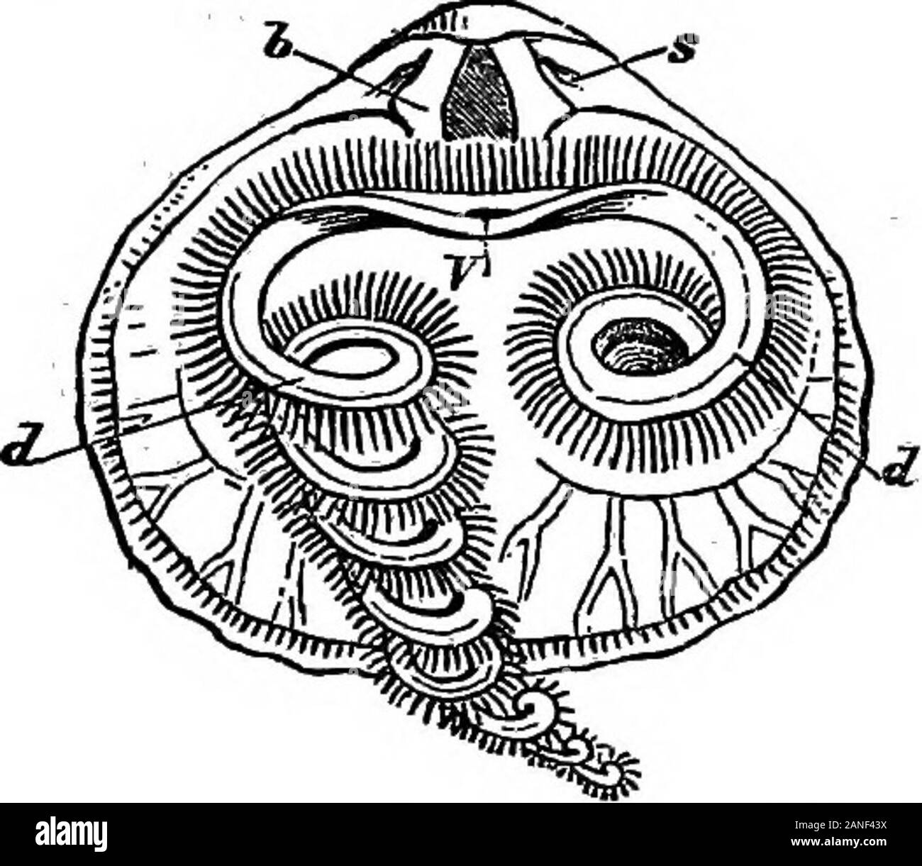 Shell cavity Black and White Stock Photos & Images - Alamy