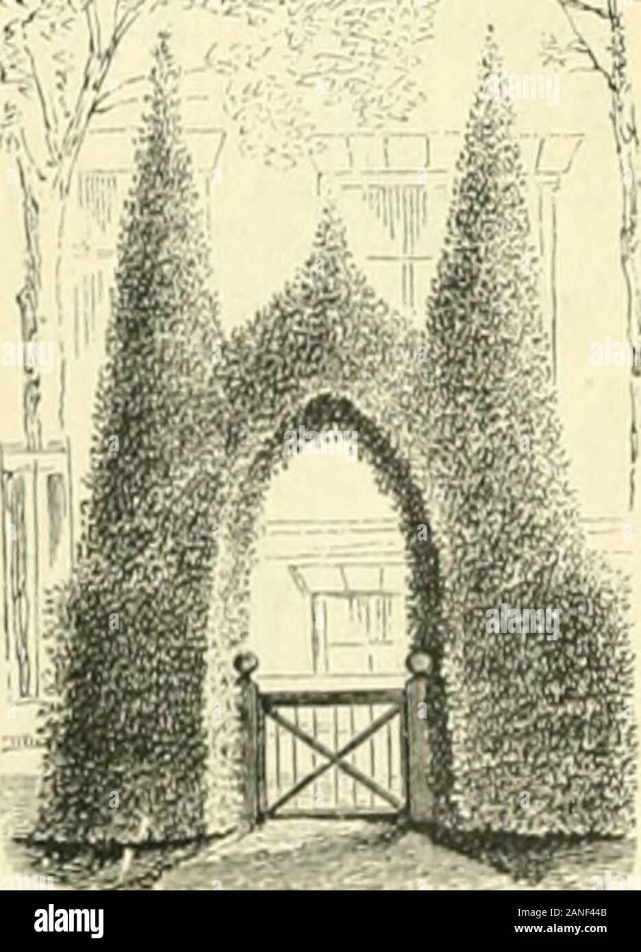 Main stems hi-res stock photography and images - Alamy