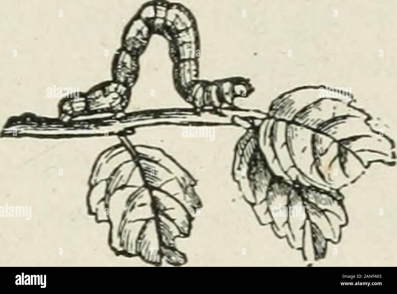 Beginners' zoology . provides food foroffspring that the mother will ...