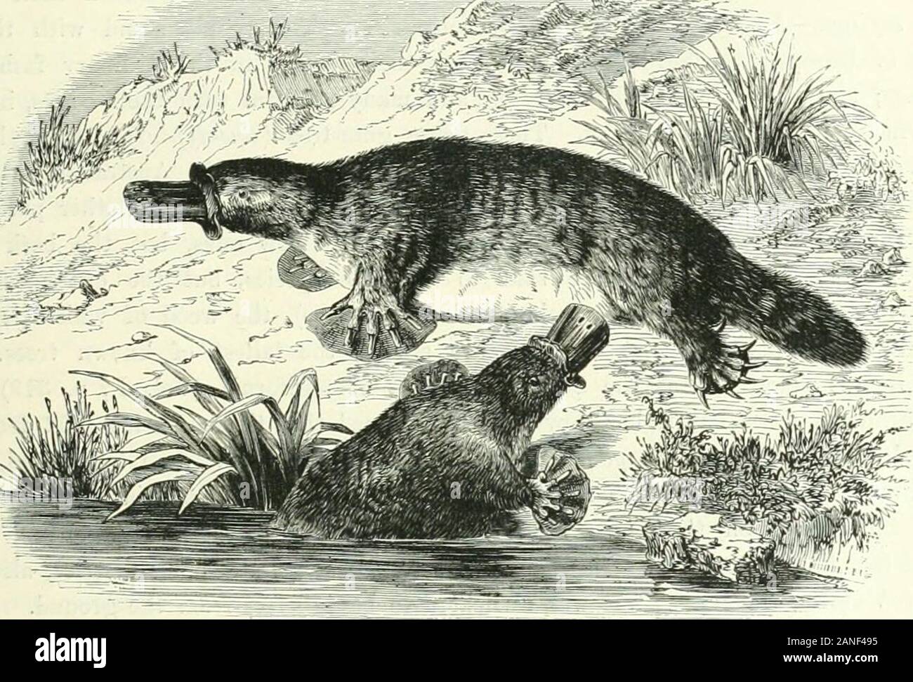 Australian squatter hi-res stock photography and images - Alamy