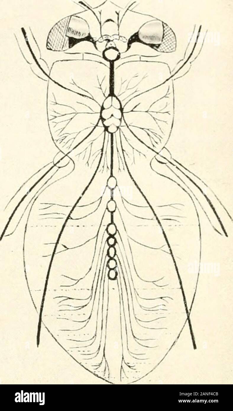 Marvels of insect life ; a popular account of structure and habit . e ...