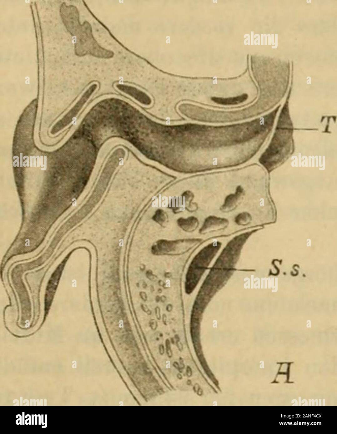 Periost hi-res stock photography and images - Alamy