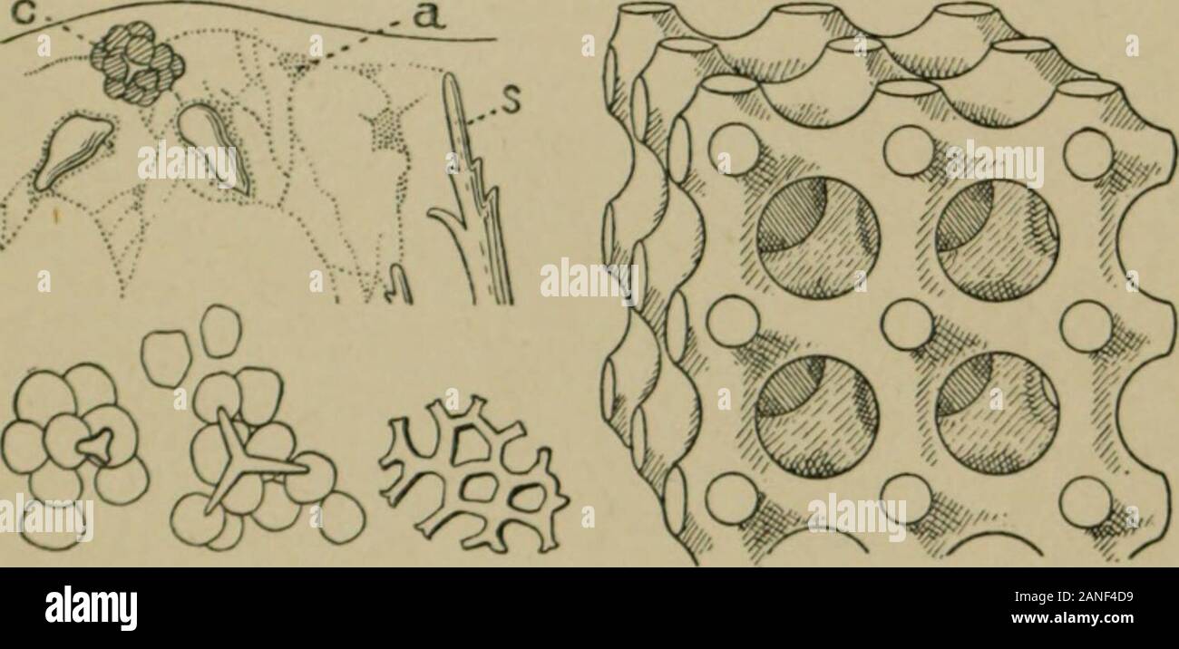 A treatise on zoology . bres, amoebocytes and calcigenous cells,and ...