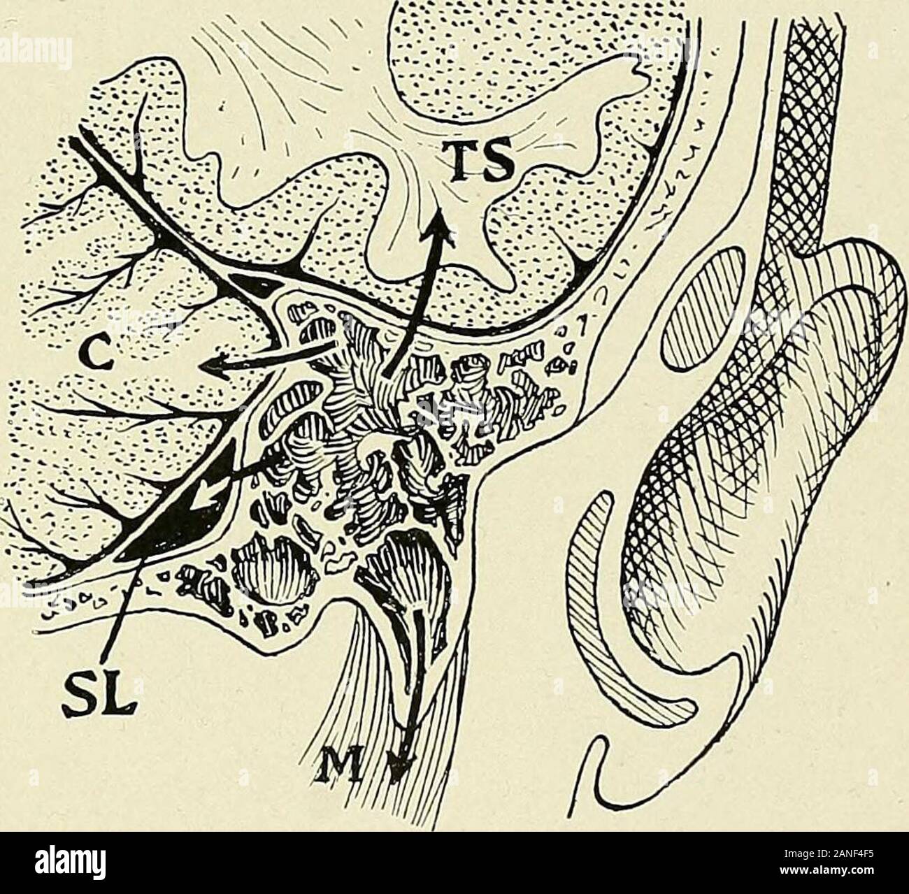Sphenoidal sinus hi-res stock photography and images - Alamy
