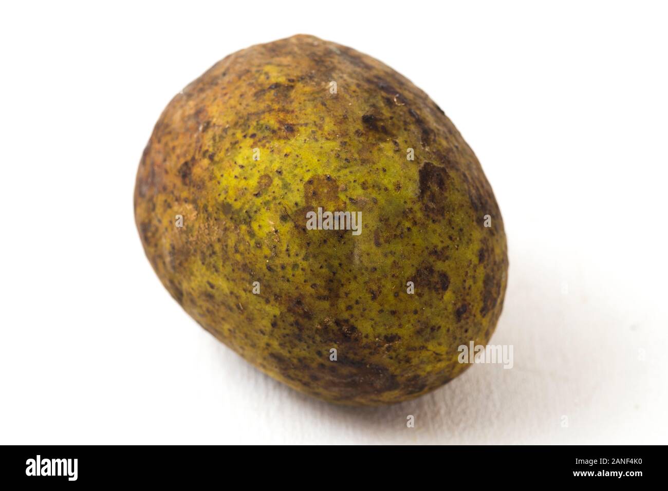 Mangifera Odorata or Kwini or Saipan mango is a mango species isolated ...