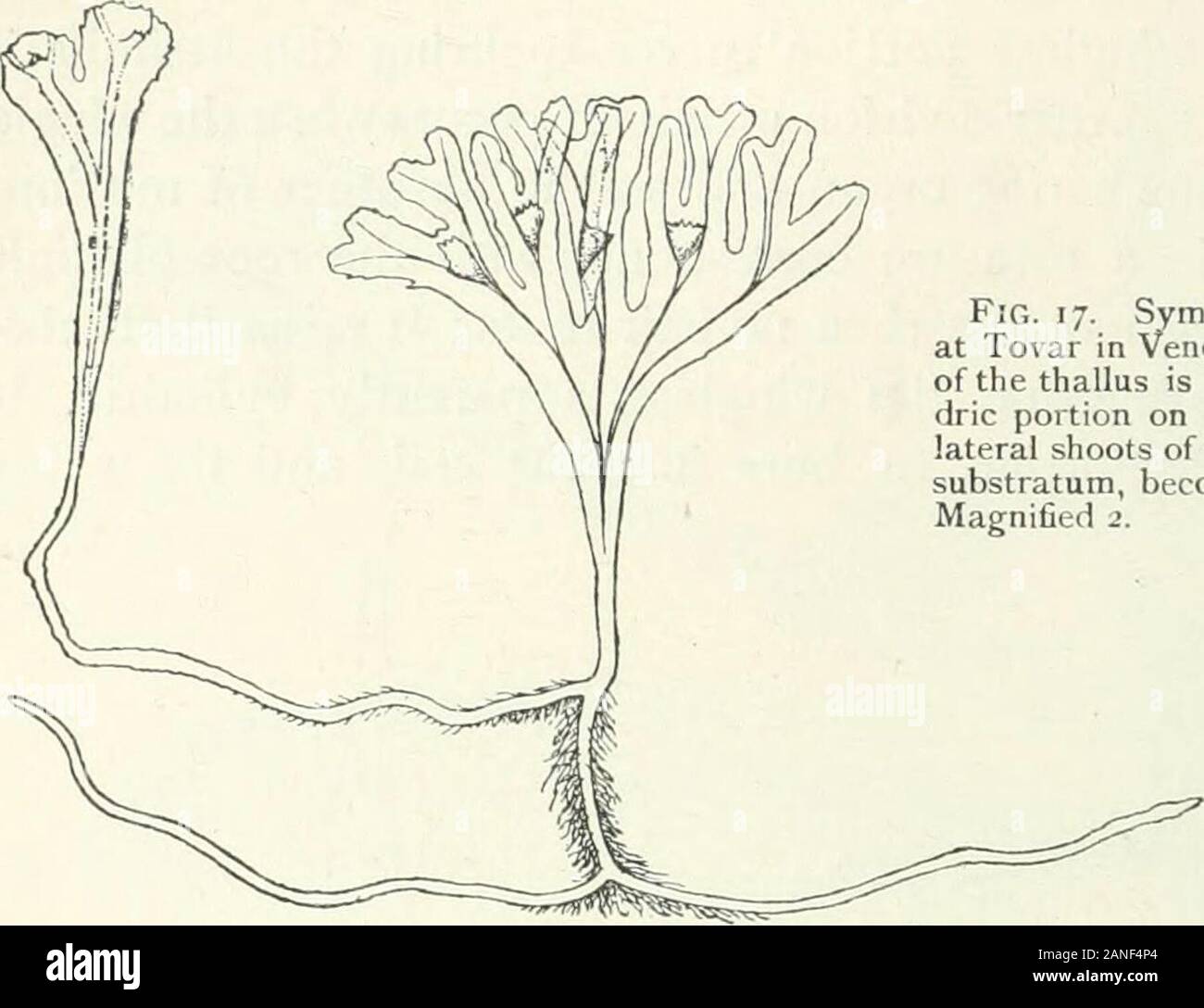 Lateralshoot hi-res stock photography and images - Alamy