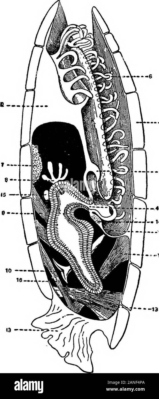 Body internal organs muscles liver hi-res stock photography and images ...