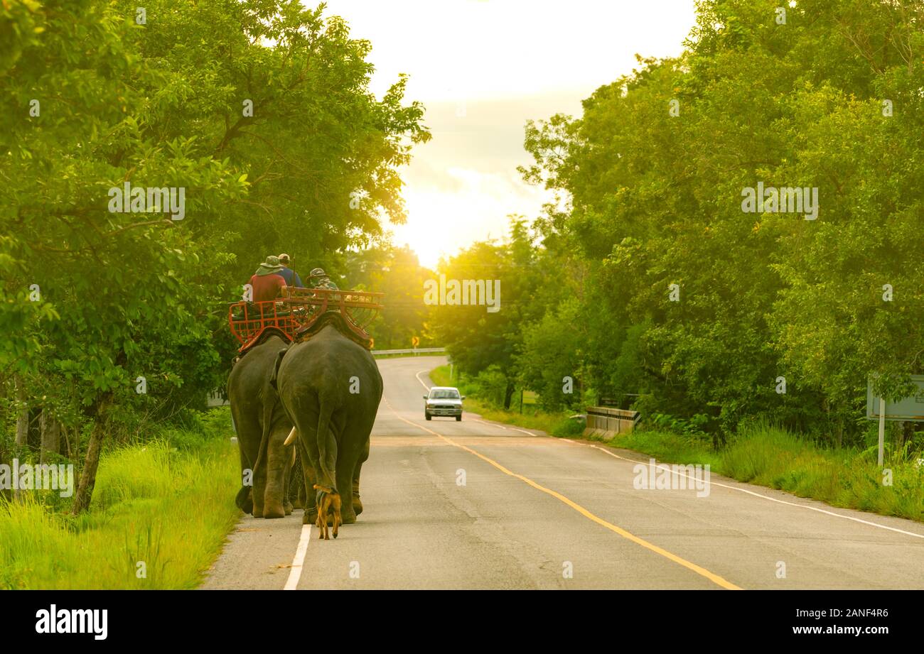 Elephant mahout with two elephants and dog walking on asphalt road at ...