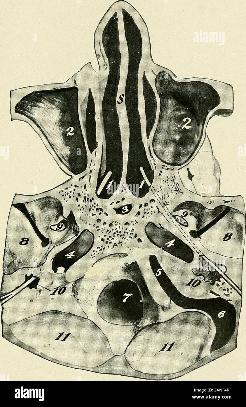 A text-book of clinical anatomy : for students and practitioners ...