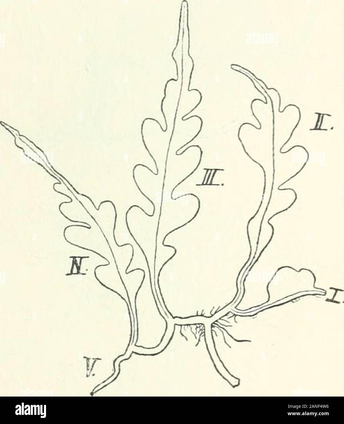 New mucilage hi-res stock photography and images - Alamy