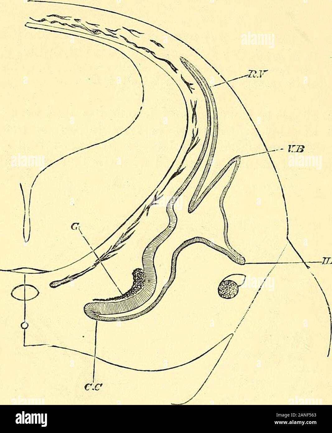 Auditory capsule hi-res stock photography and images - Alamy