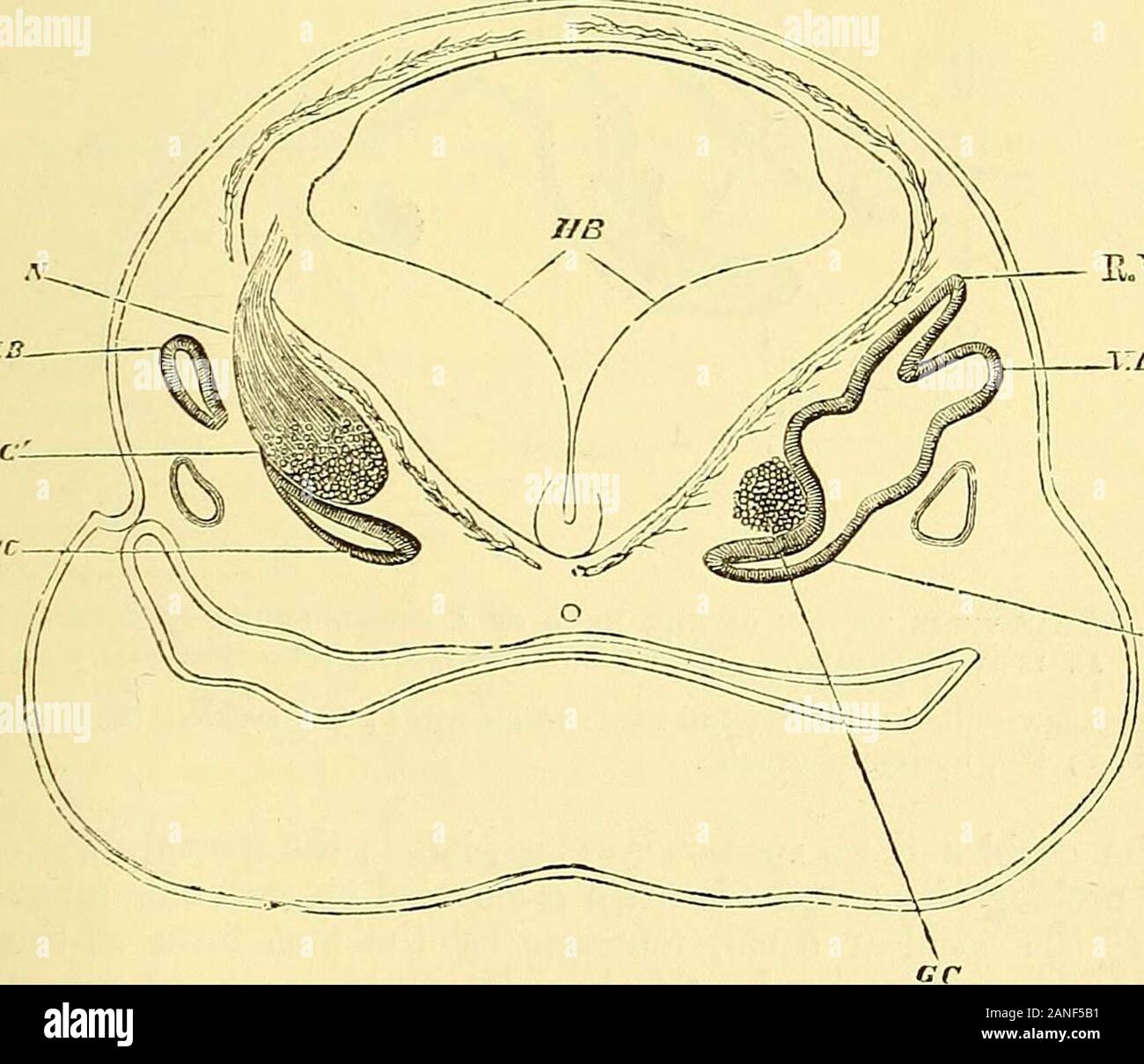 Bird anatomy diagrams hi-res stock photography and images - Alamy
