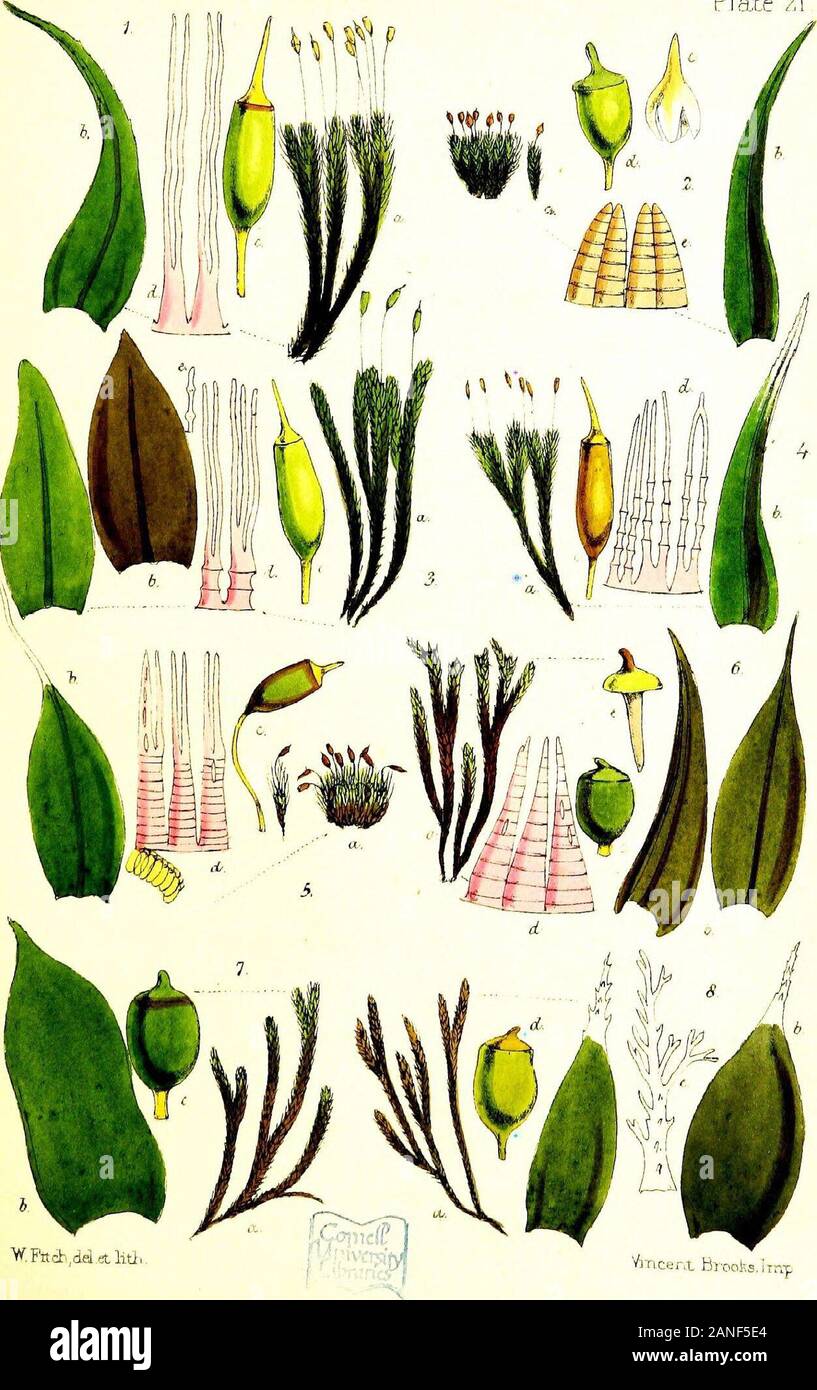 Handbook of British mosses; comprising all that are known to be natives ...