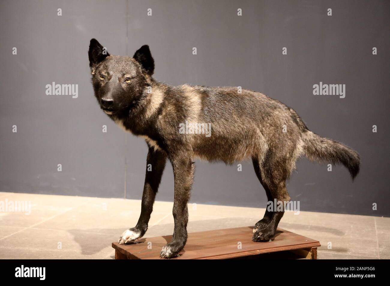 Erfurt, Germany. 16th Jan, 2020. The wolf hybrid from Ohrdruf is in the ...