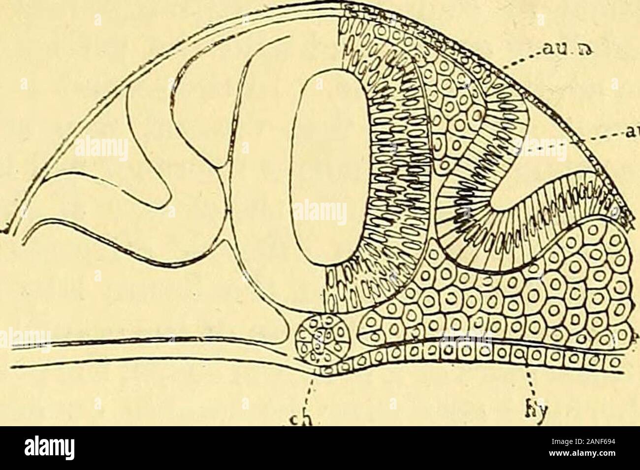 Hyoidean arch hi-res stock photography and images - Alamy