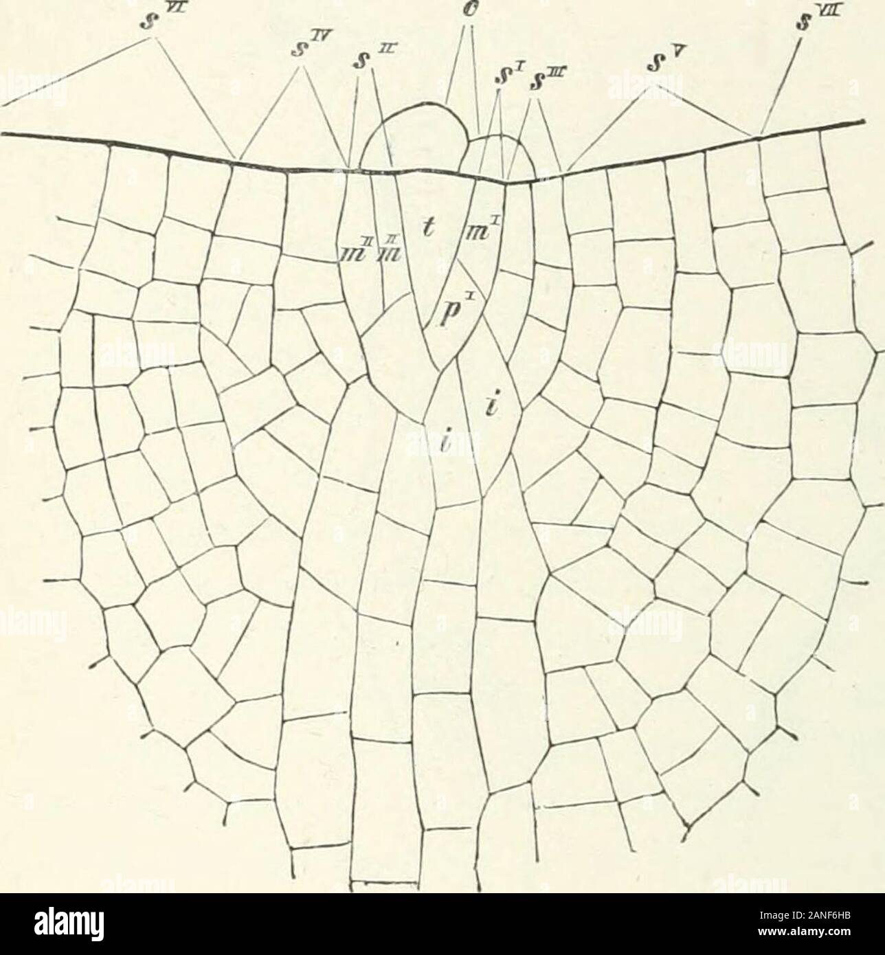 Organography of plants, especially of the archegoniatae and spermaphyta ...