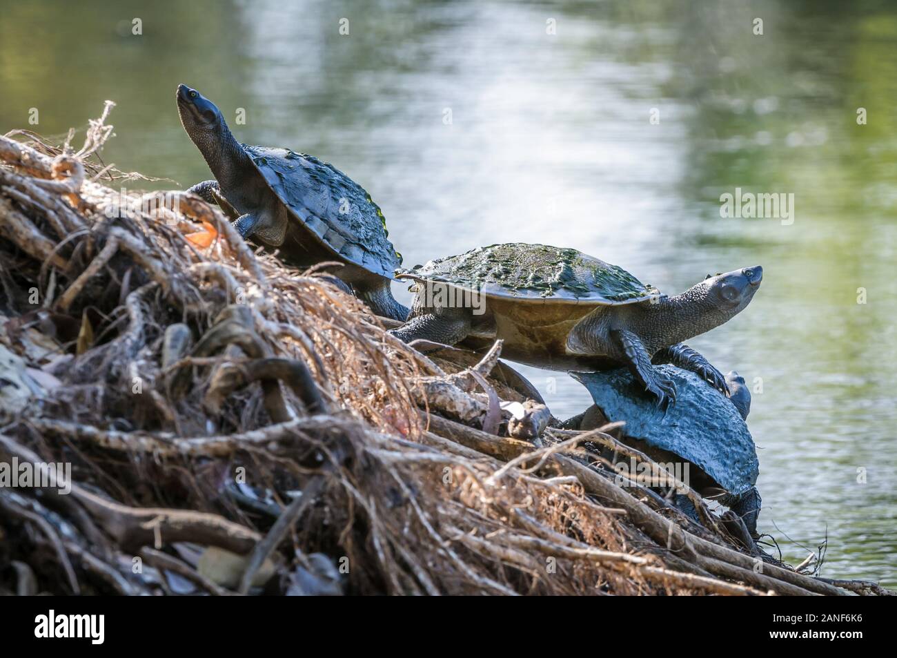 Australian Turtles High Resolution Stock Photography and Images - Alamy