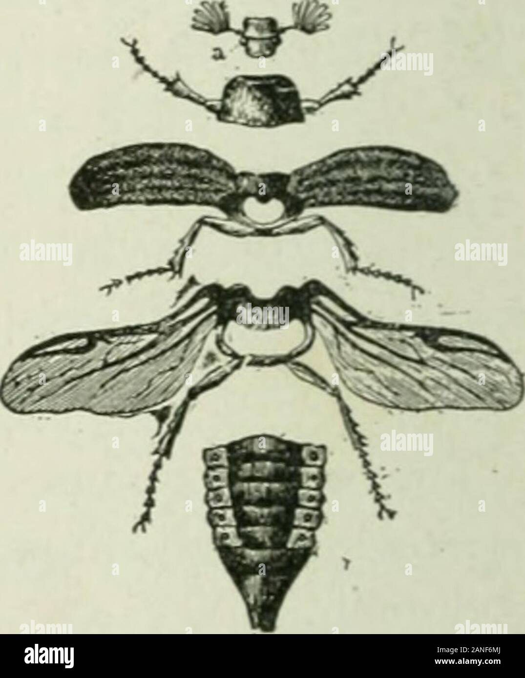 Insect eating teeth hi-res stock photography and images - Alamy