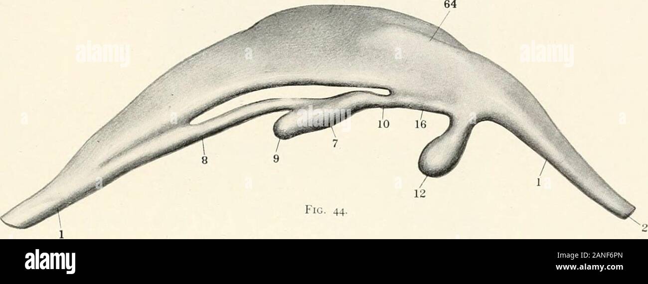 Contributions to the anatomy and development of the salivary glands in ...