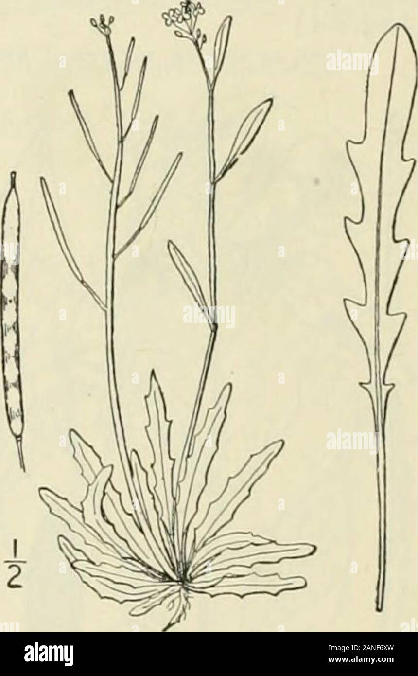 An illustrated flora of the northern United States, Canada and the ...